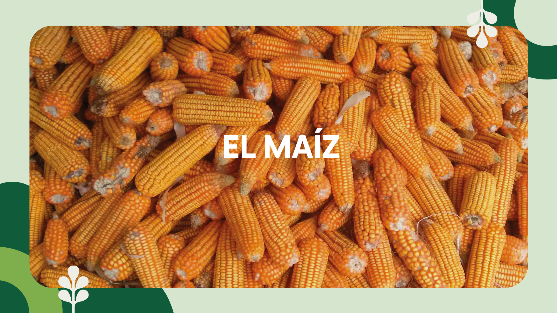La importancia del maíz en una dieta mexicana. – Come Verde®